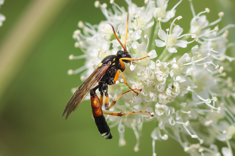 Réf. 274438 — INSECTA > Hymenoptera > Ichneumonidae > Eutanyacra ...