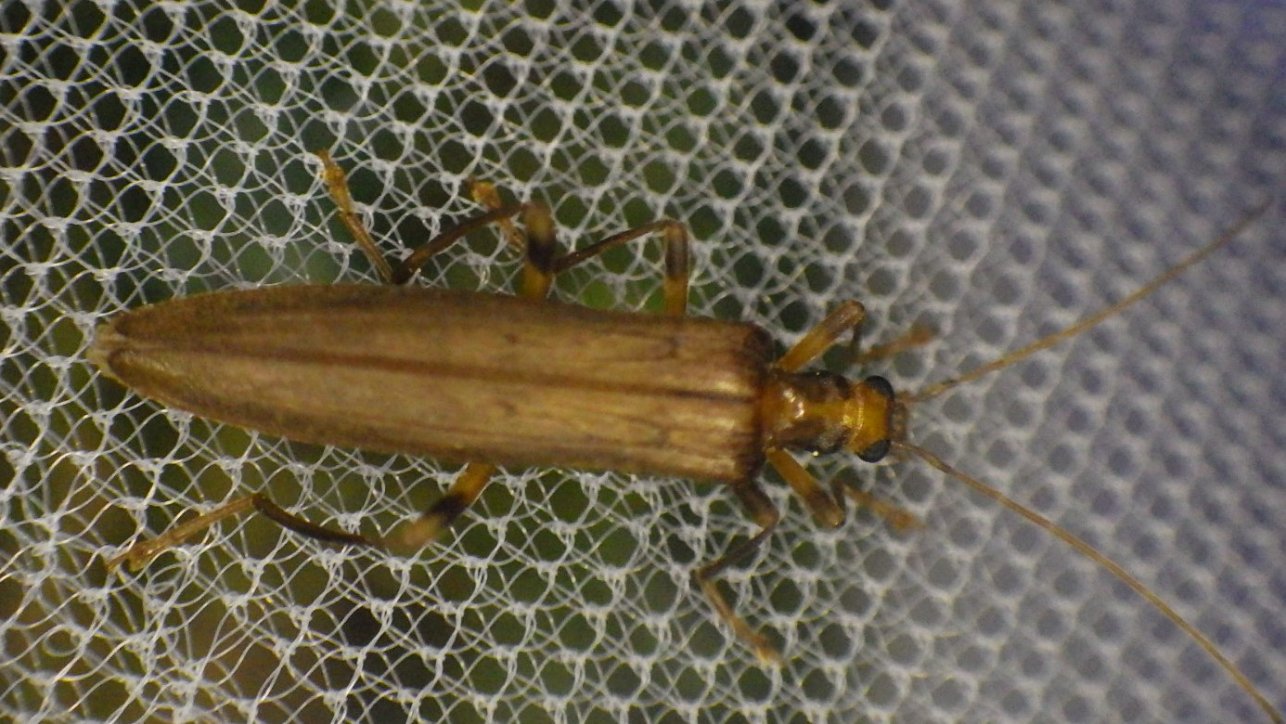 Réf. 274018 — INSECTA > Coleoptera > Oedemeridae > Oedemera (Oncomera ...