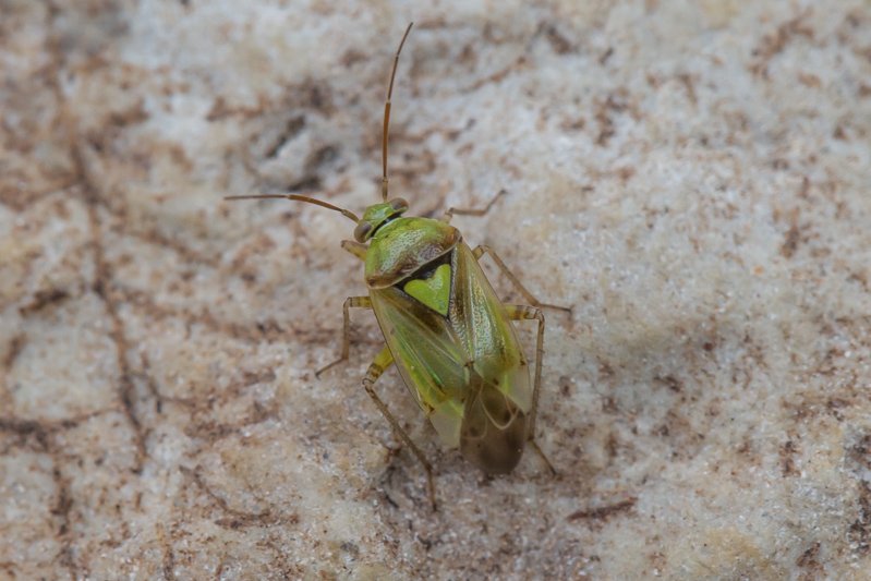 Réf. 274434 — INSECTA > Heteroptera > Miridae > Lygus maritimus - www ...