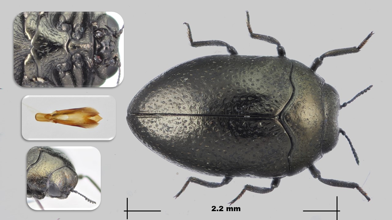 Réf. 274058 — INSECTA > Coleoptera > Buprestidae > Trachys ...