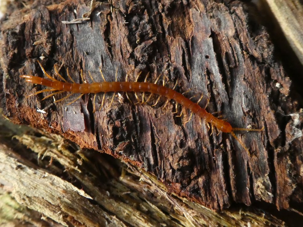 Réf. 275736 — CHILOPODA > Scolopendromorpha > Cryptopidae > Cryptops hortensis - www.galerie ...