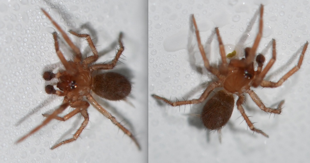 Réf. 275451 — ARACHNIDA > Araneae > Hahniidae > Cicurina cicur - www ...