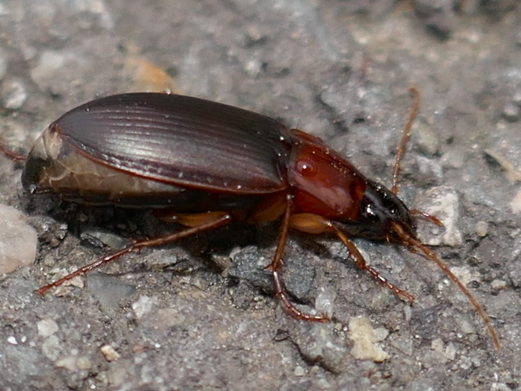 Réf. 275081 — INSECTA > Coleoptera > Carabidae > Calathus (Neocalathus ...