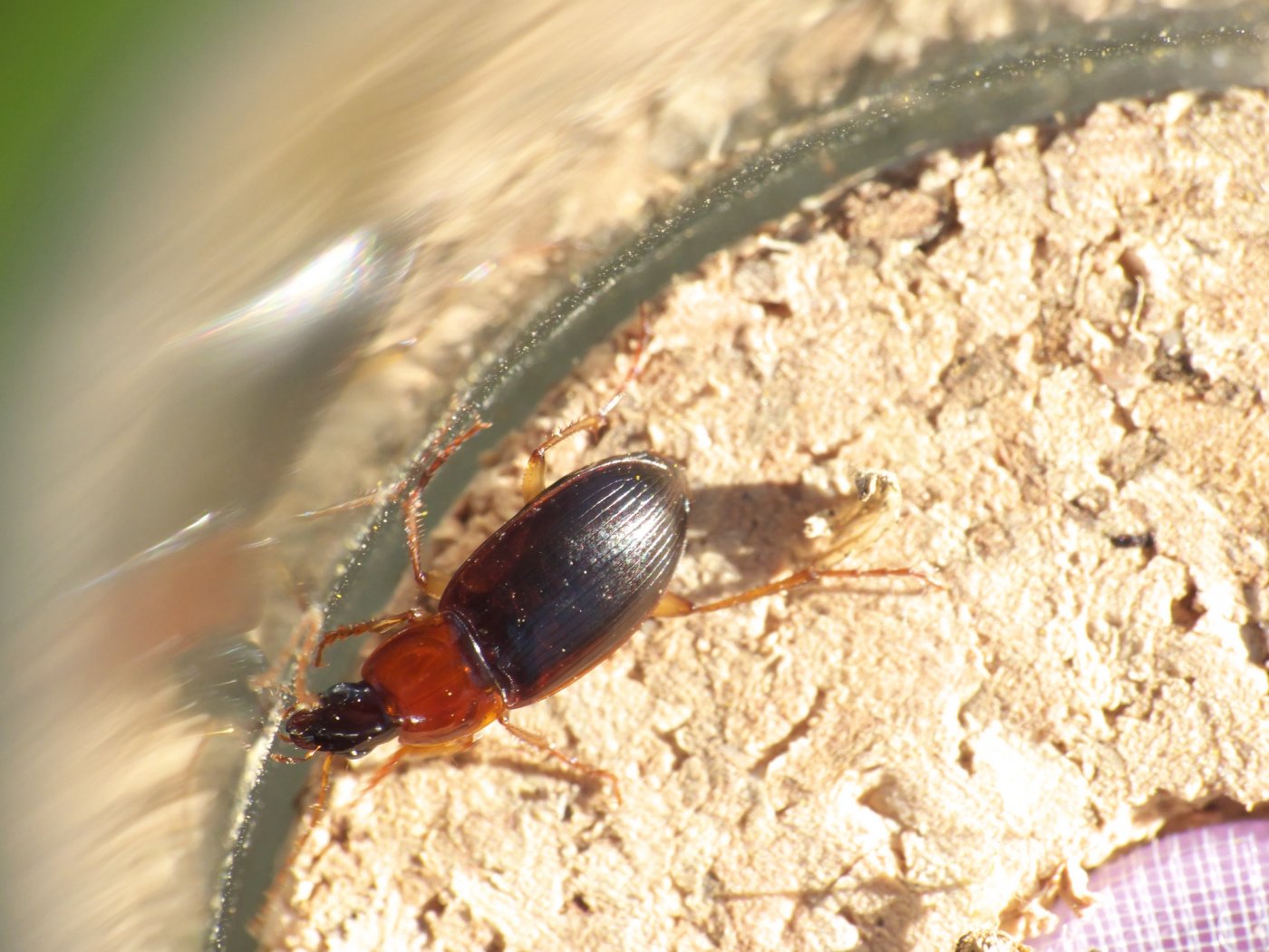 Réf. 275154 — INSECTA > Coleoptera > Carabidae > Calathus (Neocalathus ...