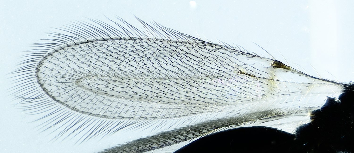 Réf. 275562 — INSECTA > Hymenoptera > Diapriidae > Trichopria cameroni ...