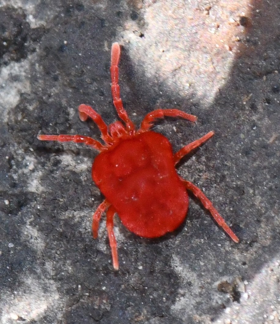 Réf. 276290 — ARACHNIDA > Prostigmata > Trombidiidae > Trombidium sp ...