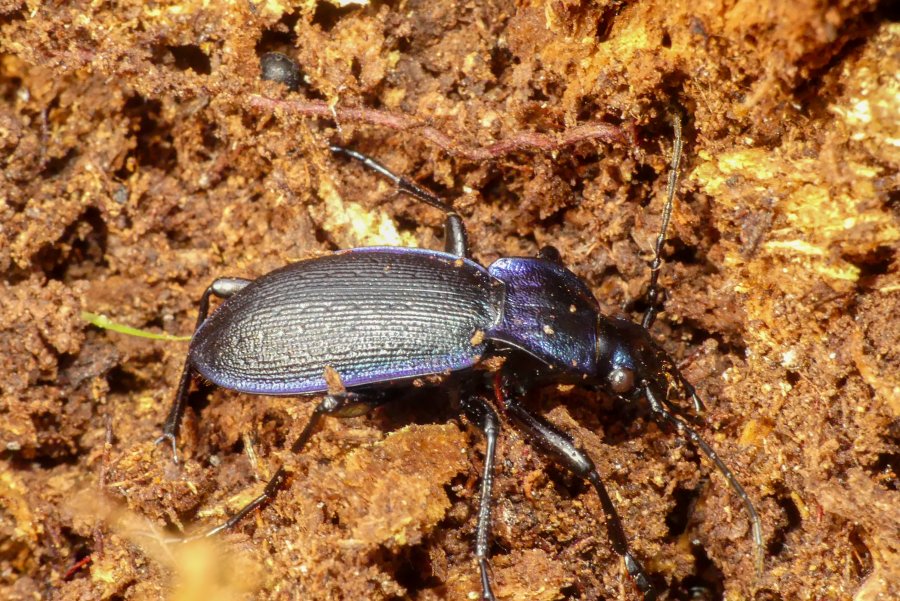 Réf. 276100 — INSECTA > Coleoptera > Carabidae > Carabus (Mesocarabus ...