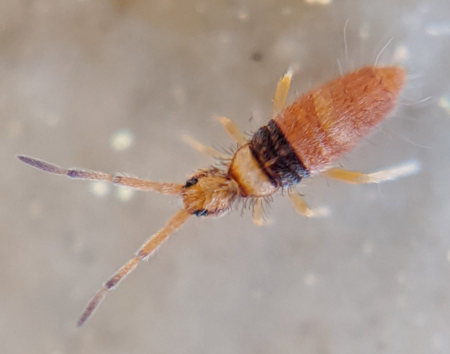 Réf. 276960 — ENTOGNATHA > Collembola > Entomobryidae > Entomobrya ...