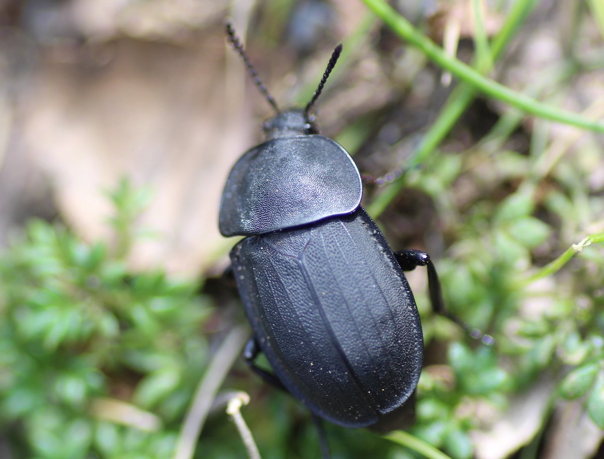 Réf. 276333 — INSECTA > Coleoptera > Silphidae > Silpha obscura - www ...