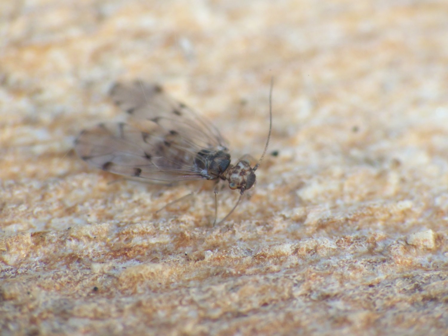 Réf. 276192 — INSECTA > Psocoptera > Ectopsocidae > Ectopsocus petersi ...