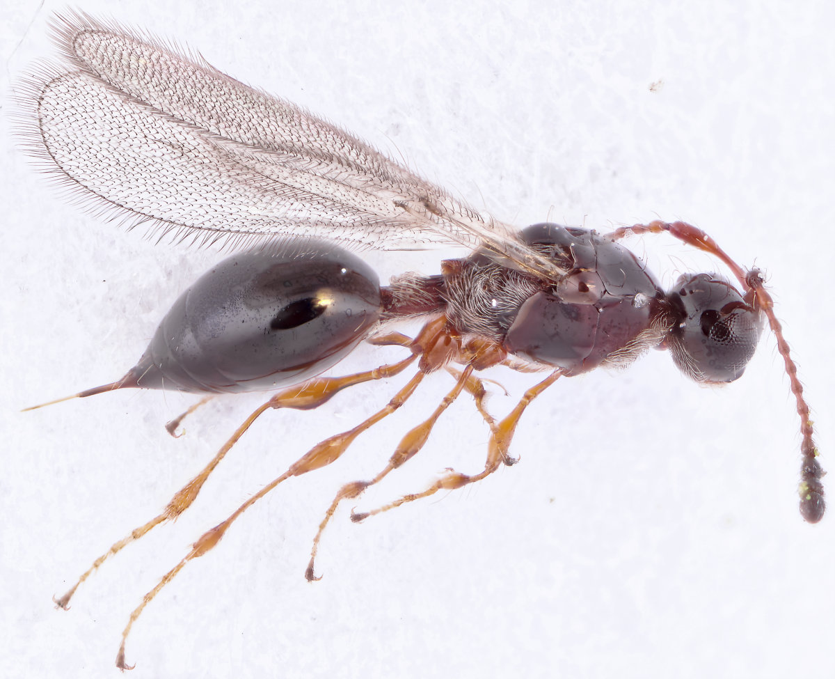 Trichopria drosophilae (Insecta, Hymenoptera, Diapriidae) - www.galerie ...