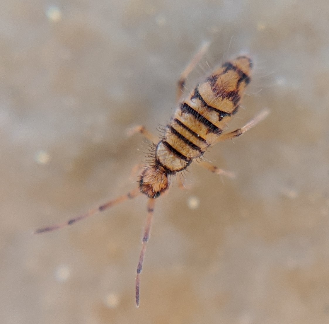 Réf. 277612 — ENTOGNATHA > Collembola > Entomobryidae > Entomobrya ...