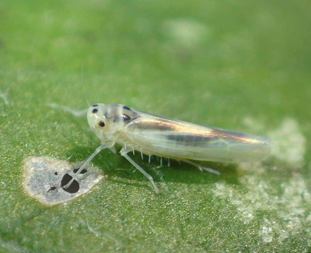 Hauptidia provincialis (Insecta, Homoptera, Cicadellidae) - www.galerie ...