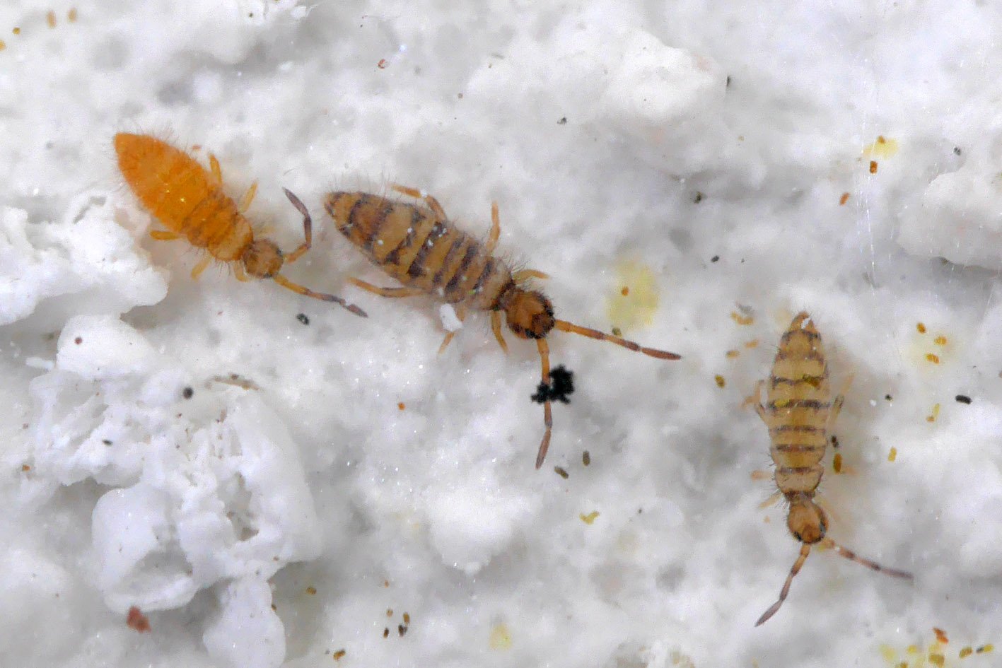 Réf. 277736 — ENTOGNATHA > Collembola > Entomobryidae > Entomobrya ...