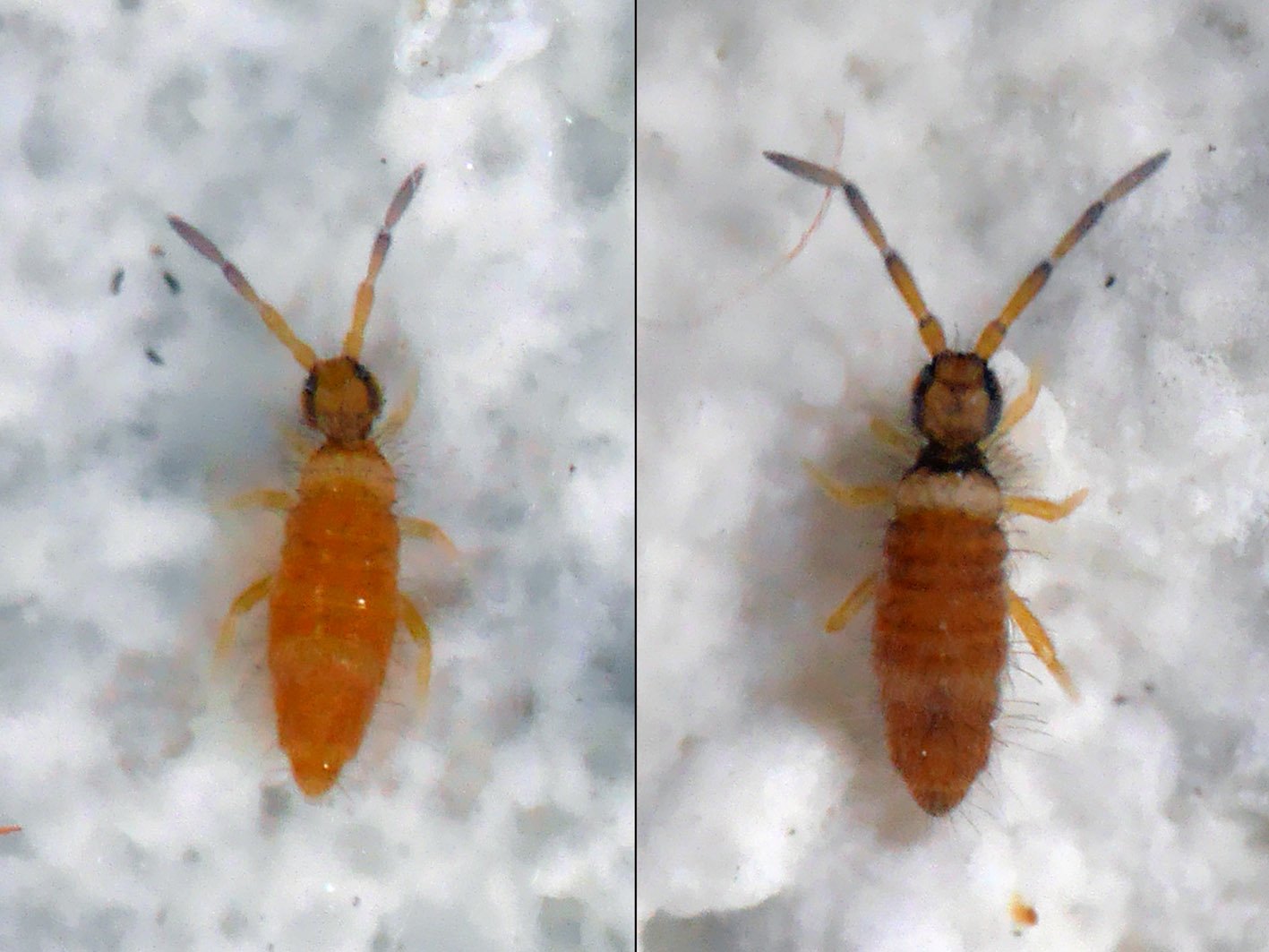 Réf. 277651 — ENTOGNATHA > Collembola > Entomobryidae > Entomobrya ...
