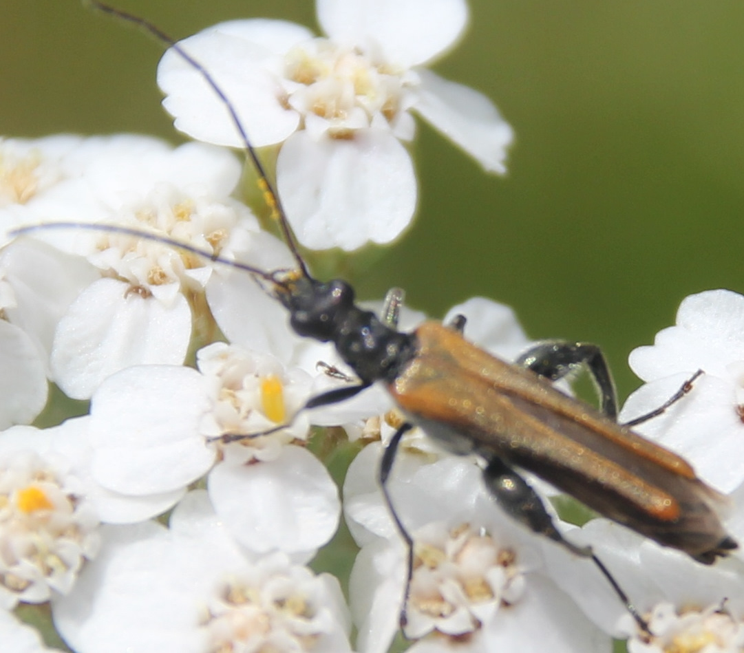Réf. 277710 — INSECTA > Coleoptera > Oedemeridae > Oedemera (Oedemera ...