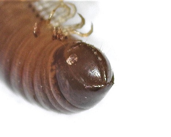 Réf. 278400 — DIPLOPODA > Julida > Julidae > Cylindroiulus sp. - www ...