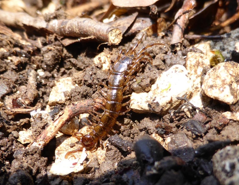 Réf. 279873 — CHILOPODA > Lithobiomorpha > Lithobiidae > Lithobius ...