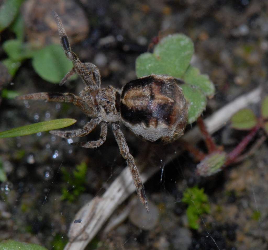 Réf. 28057 — ARACHNIDA > Araneae > Uloboridae > Hyptiotes paradoxus ...