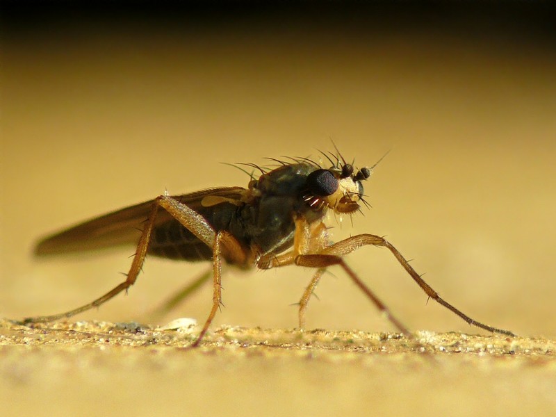 Réf. 28973 — INSECTA > Diptera > Lonchopteridae > Lonchoptera bifurcata ...