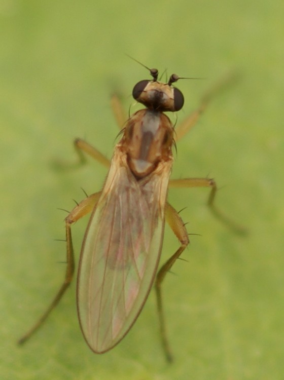 Réf. 28984 — INSECTA > Diptera > Lonchopteridae > Lonchoptera sp. - www ...