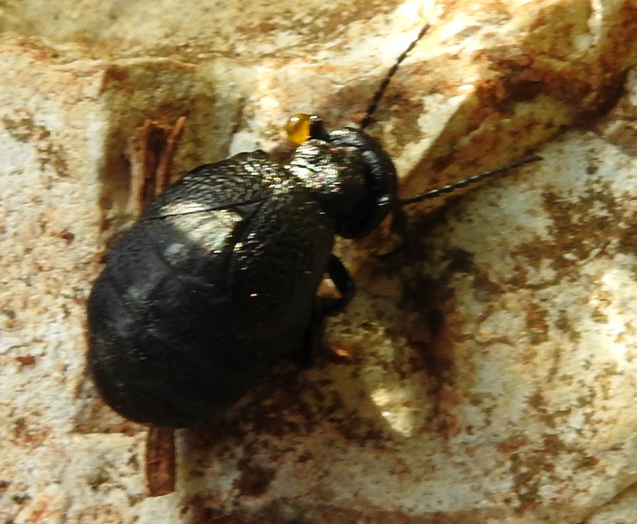 Réf. 280563 — INSECTA > Coleoptera > Meloidae > Meloe (Eurymeloe ...