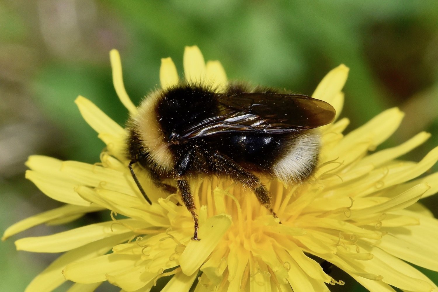 Réf. 280761 — INSECTA > Hymenoptera > Apidae > Bombus (Psithyrus) sp ...