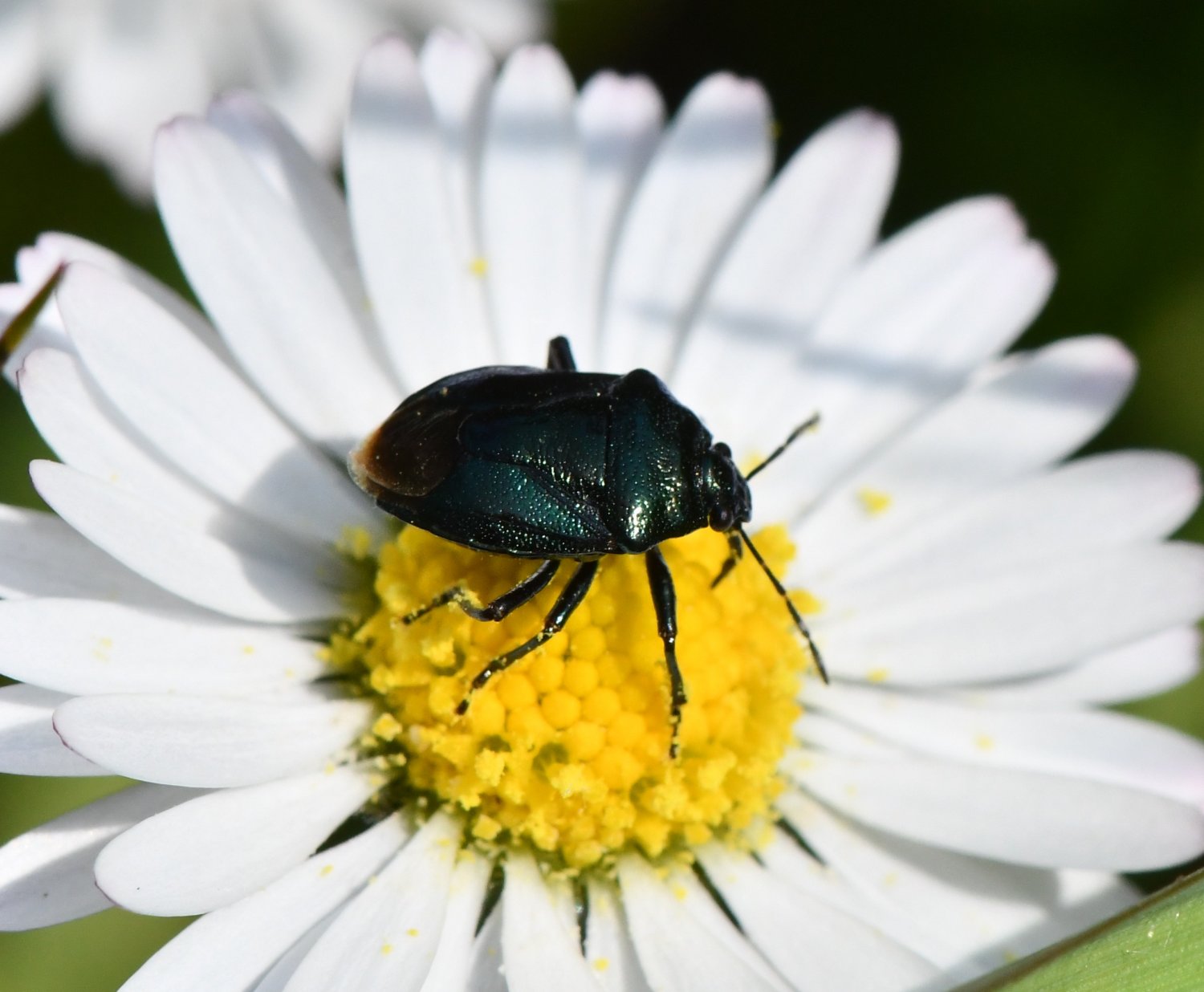 Réf. 280066 — INSECTA > Heteroptera > Pentatomidae > Zicrona caerulea ...