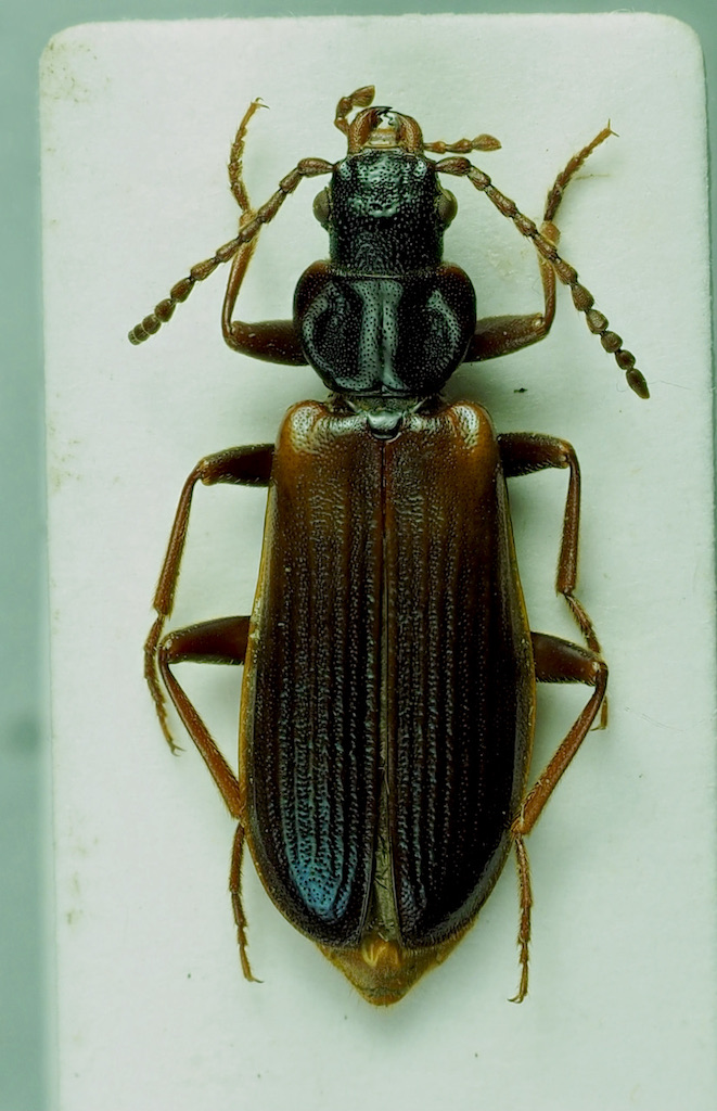 Réf. 281148 — INSECTA > Coleoptera > Pythidae > Pytho depressus - www ...