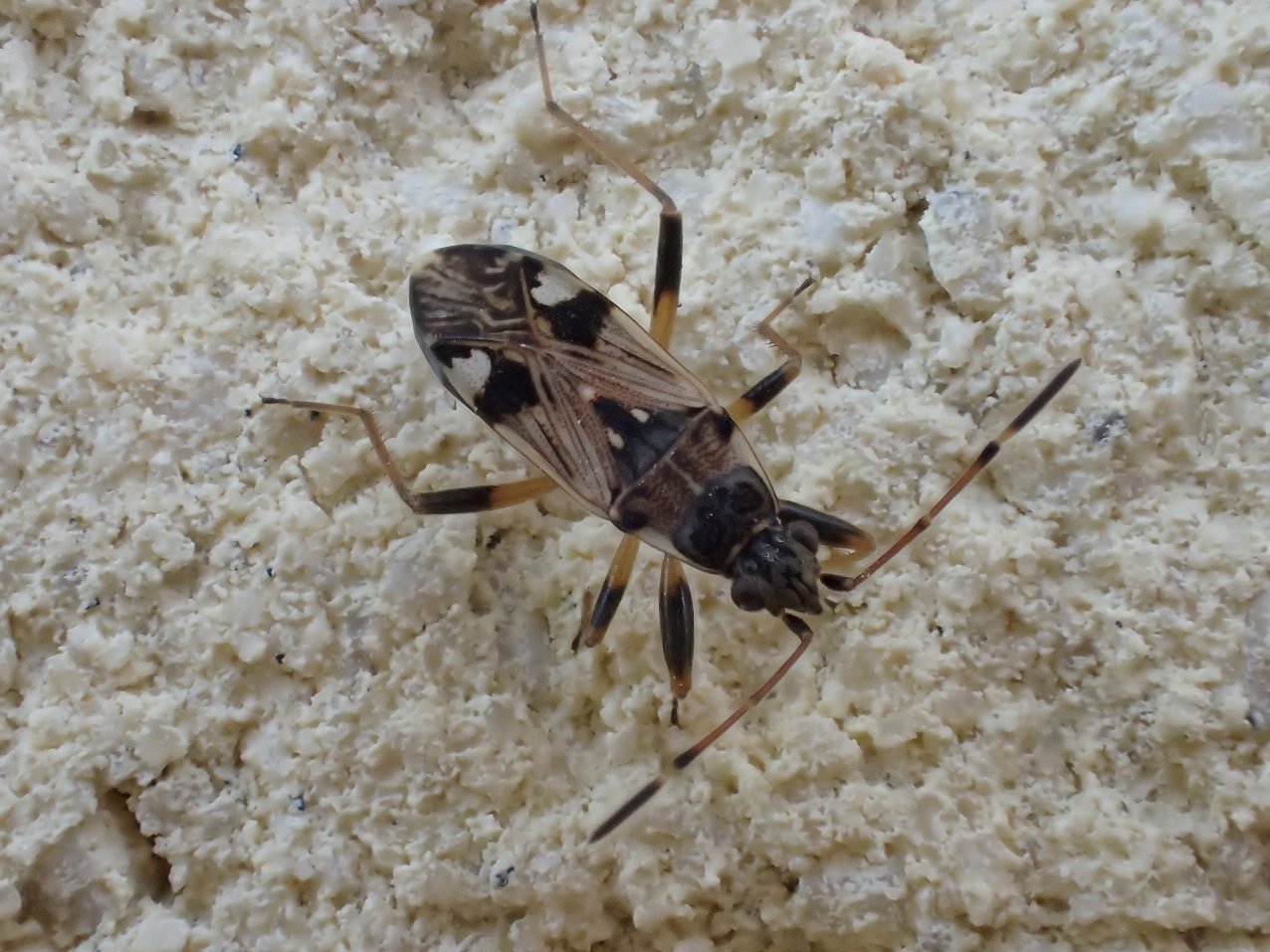 Réf. 281424 — INSECTA > Heteroptera > Rhyparochromidae > Beosus ...