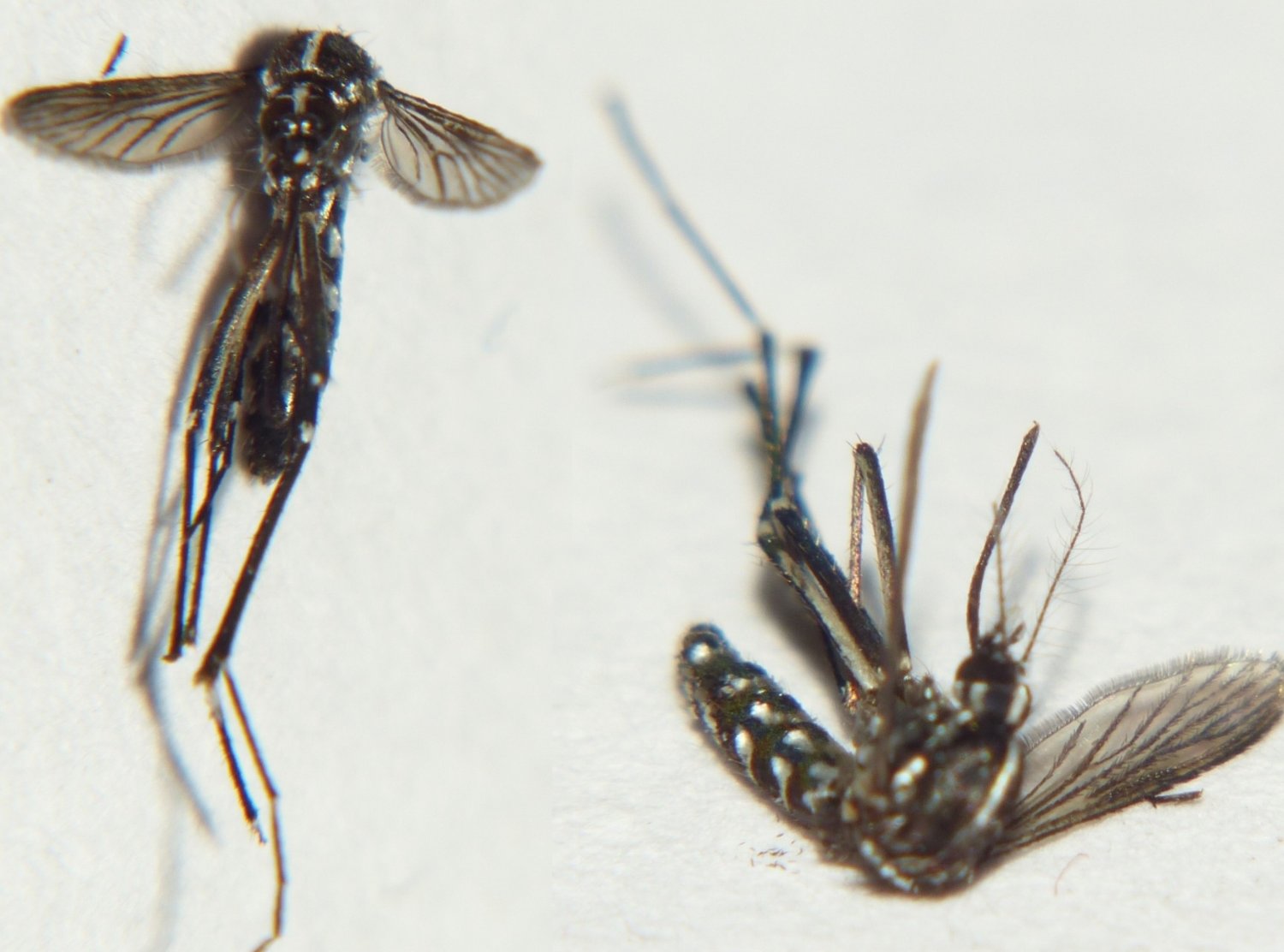 Réf. 281244 — INSECTA > Diptera > Culicidae > Aedes (Stegomyia ...