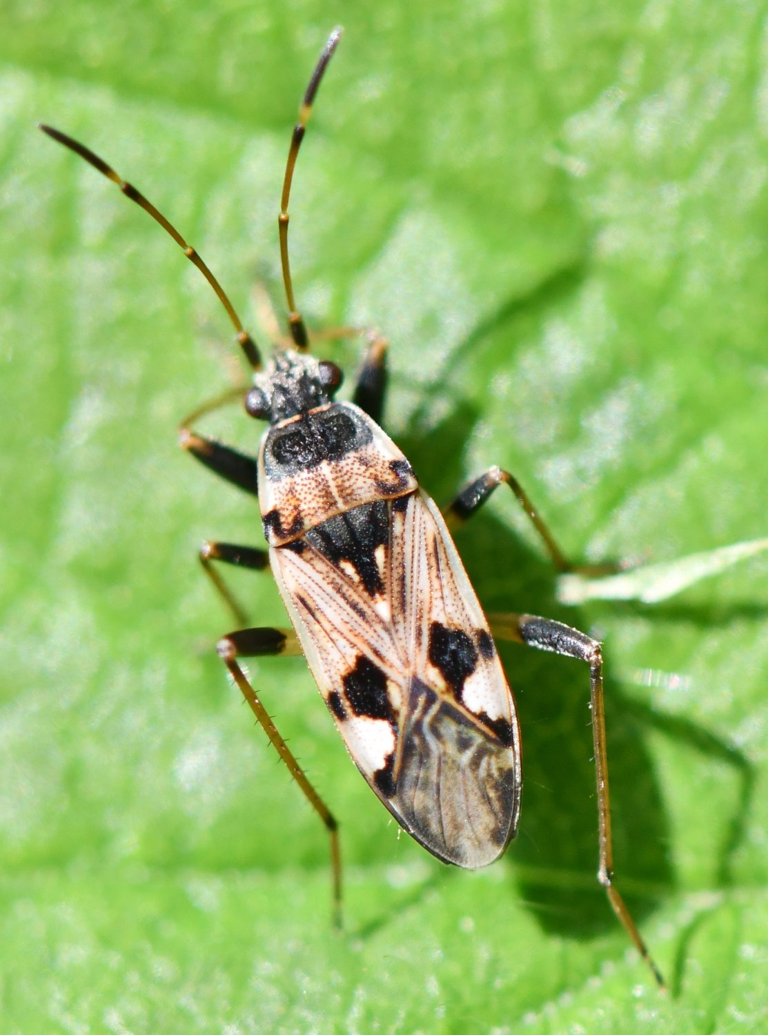 Réf. 282643 — INSECTA > Heteroptera > Rhyparochromidae > Beosus ...