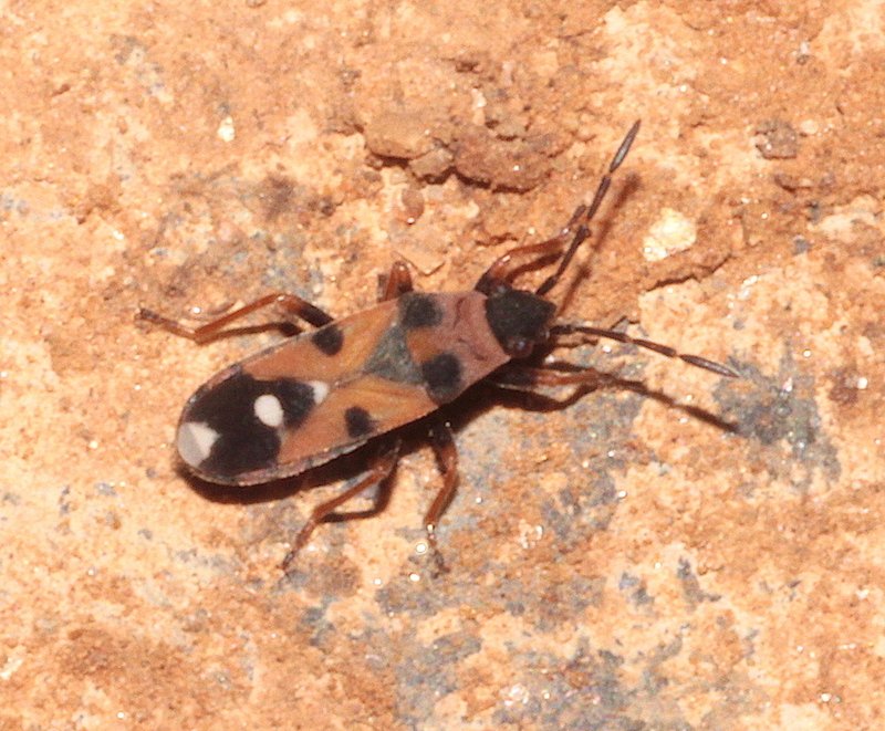 Réf. 282029 — INSECTA > Heteroptera > Lygaeidae > Horvathiolus guttatus ...