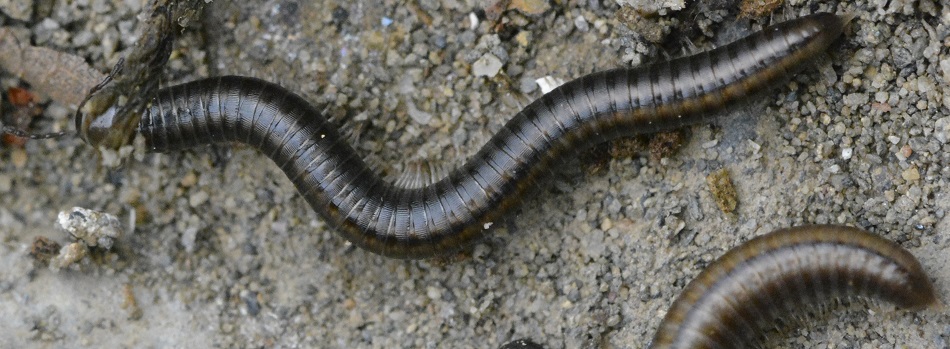 Réf. 282675 — DIPLOPODA > Julida > Julidae > Ommatoiulus sp. - www ...