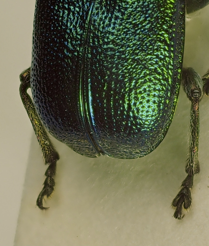 Réf. 282005 — INSECTA > Coleoptera > Attelabidae > Byctiscus betulae ...