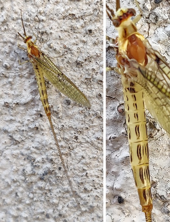 Réf. 283933 — INSECTA > Ephemeroptera > Ephemeridae > Ephemera lineata ...