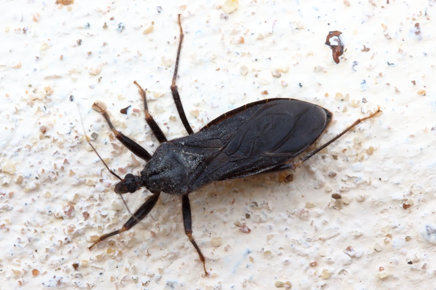 Réf. 284807 — INSECTA > Heteroptera > Reduviidae > Reduvius personatus ...