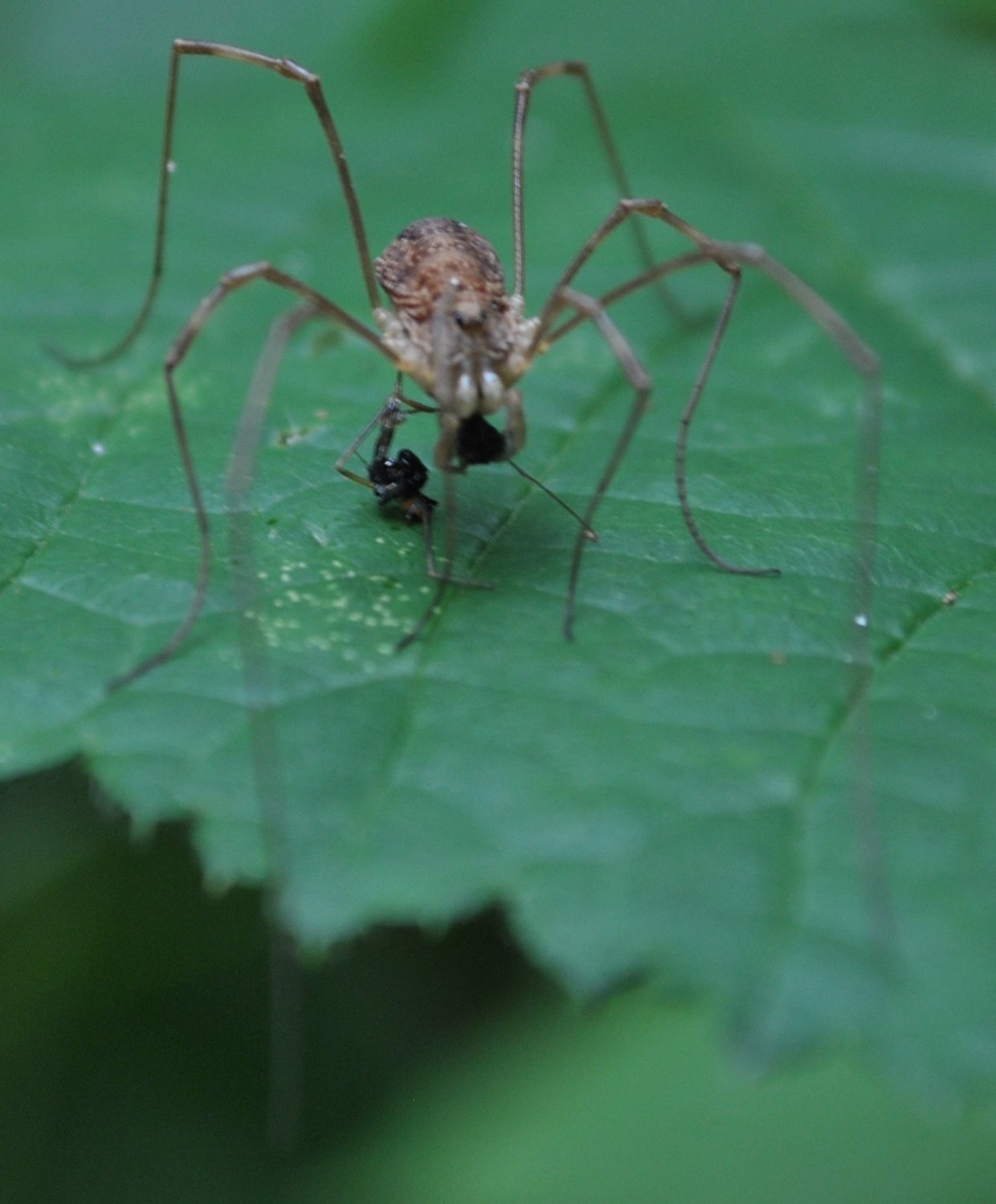 Réf. 285067 — ARACHNIDA > Opiliones > Phalangiidae > Rilaena ...