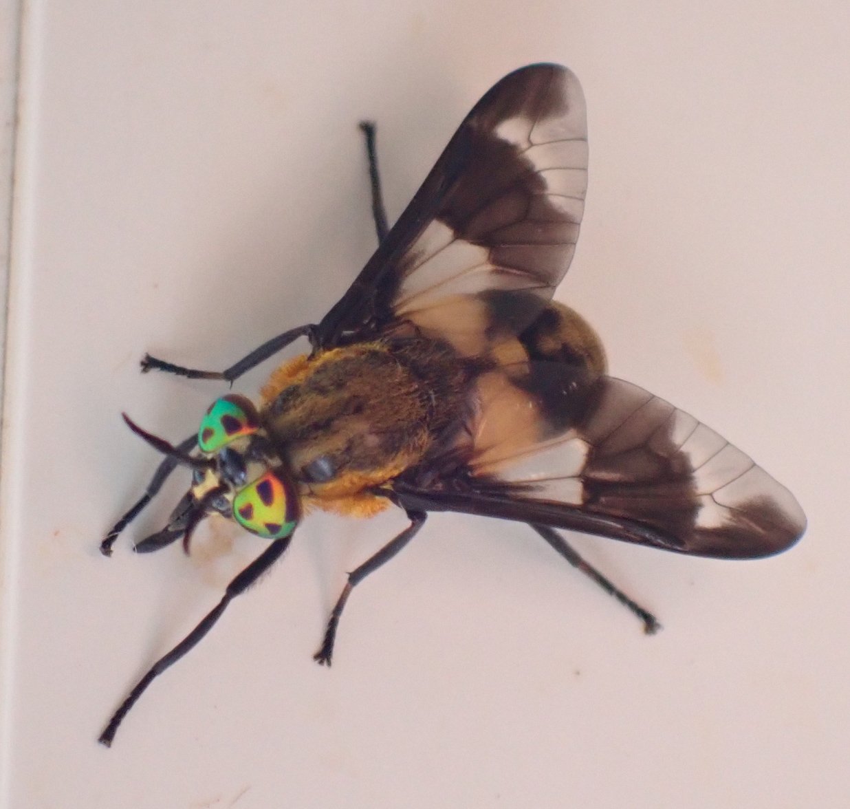 Réf. 285557 — INSECTA > Diptera > Tabanidae > Chrysops (Chrysops ...