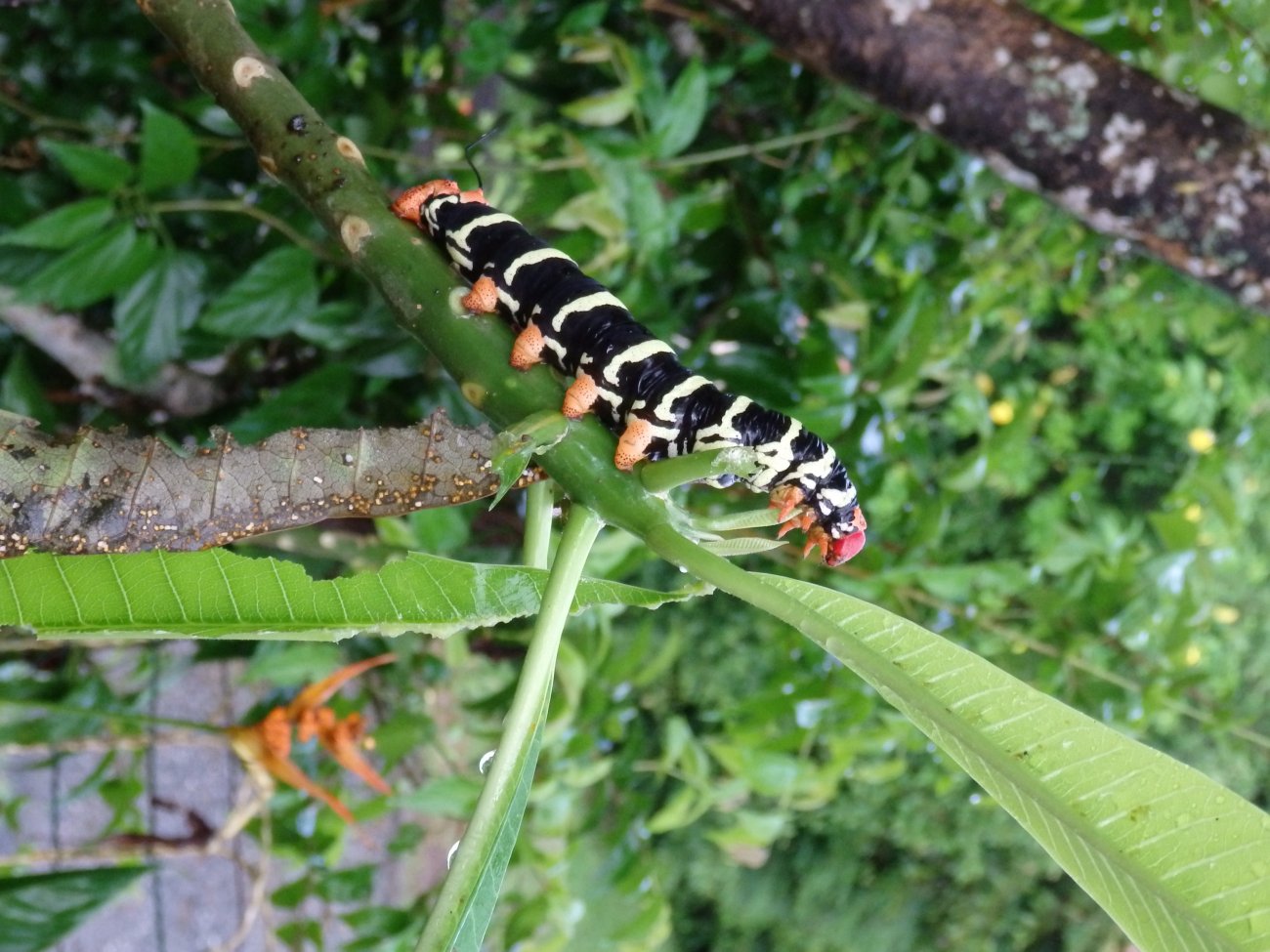 Réf. 286891 — INSECTA > Lepidoptera > Sphingidae > Pseudosphinx tetrio ...