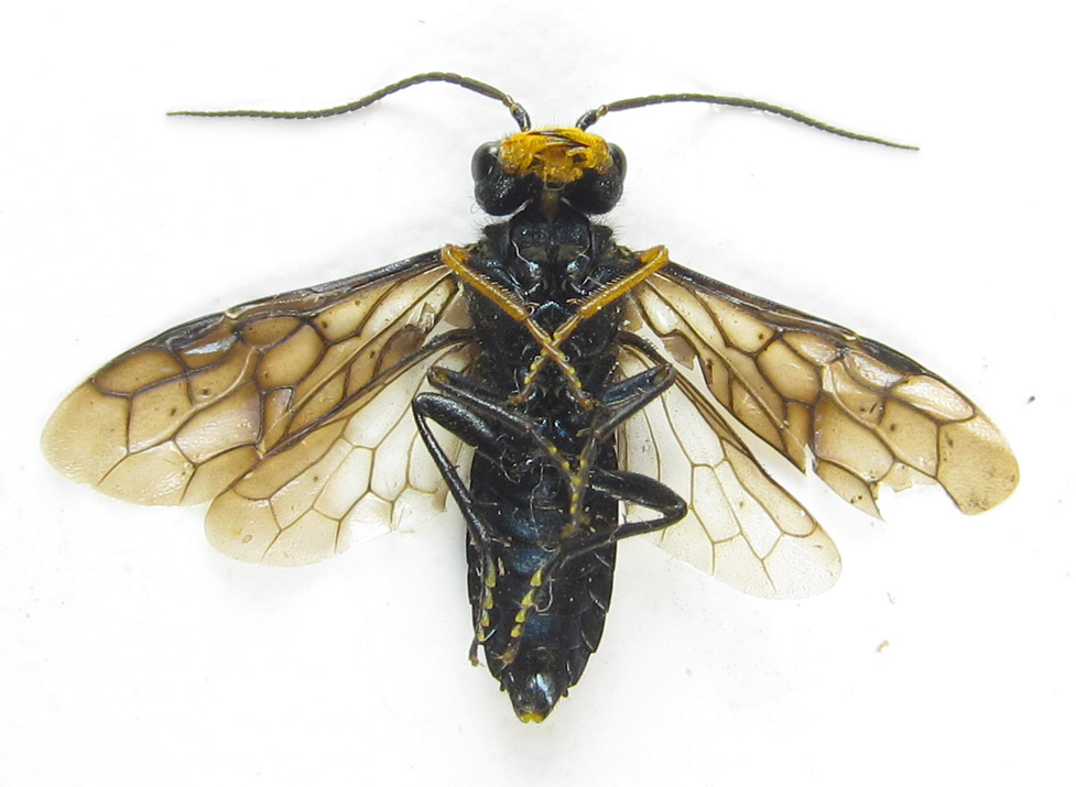 Réf. 287429 — INSECTA > Hymenoptera > Pamphiliidae > Acantholyda (Acantholyda) erythrocephala ...