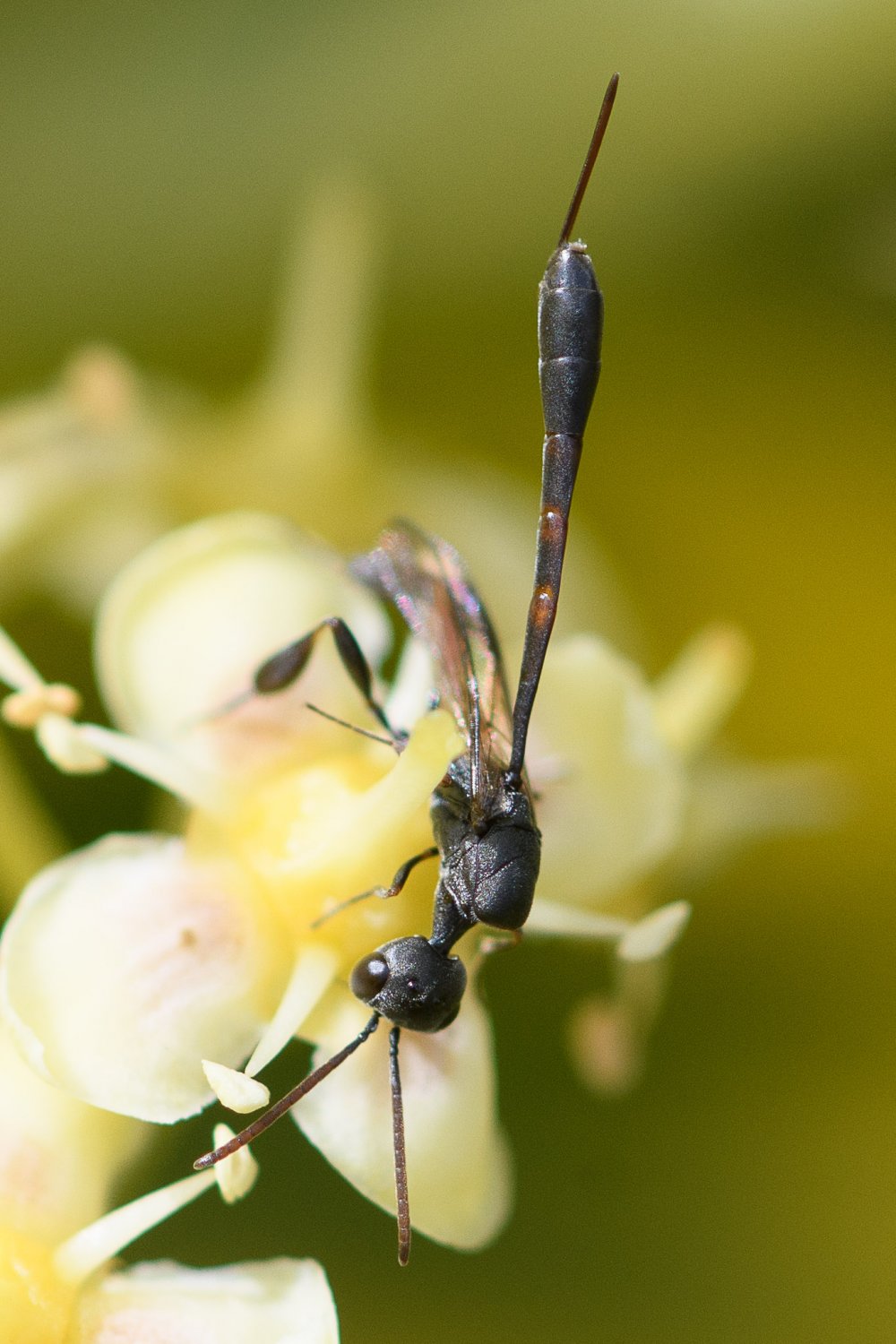 Réf. 287093 — INSECTA > Hymenoptera > Gasteruptiidae > Gasteruption ...