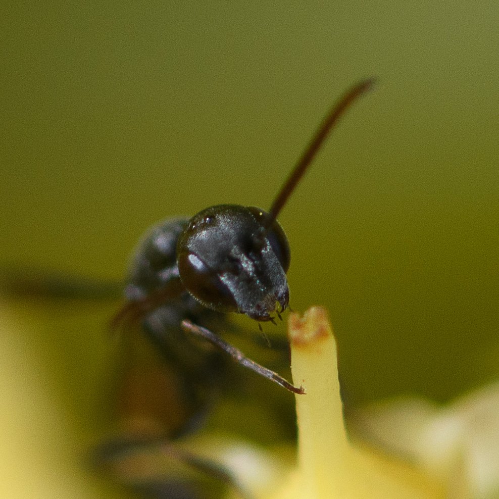 Réf. 287097 — INSECTA > Hymenoptera > Gasteruptiidae > Gasteruption ...