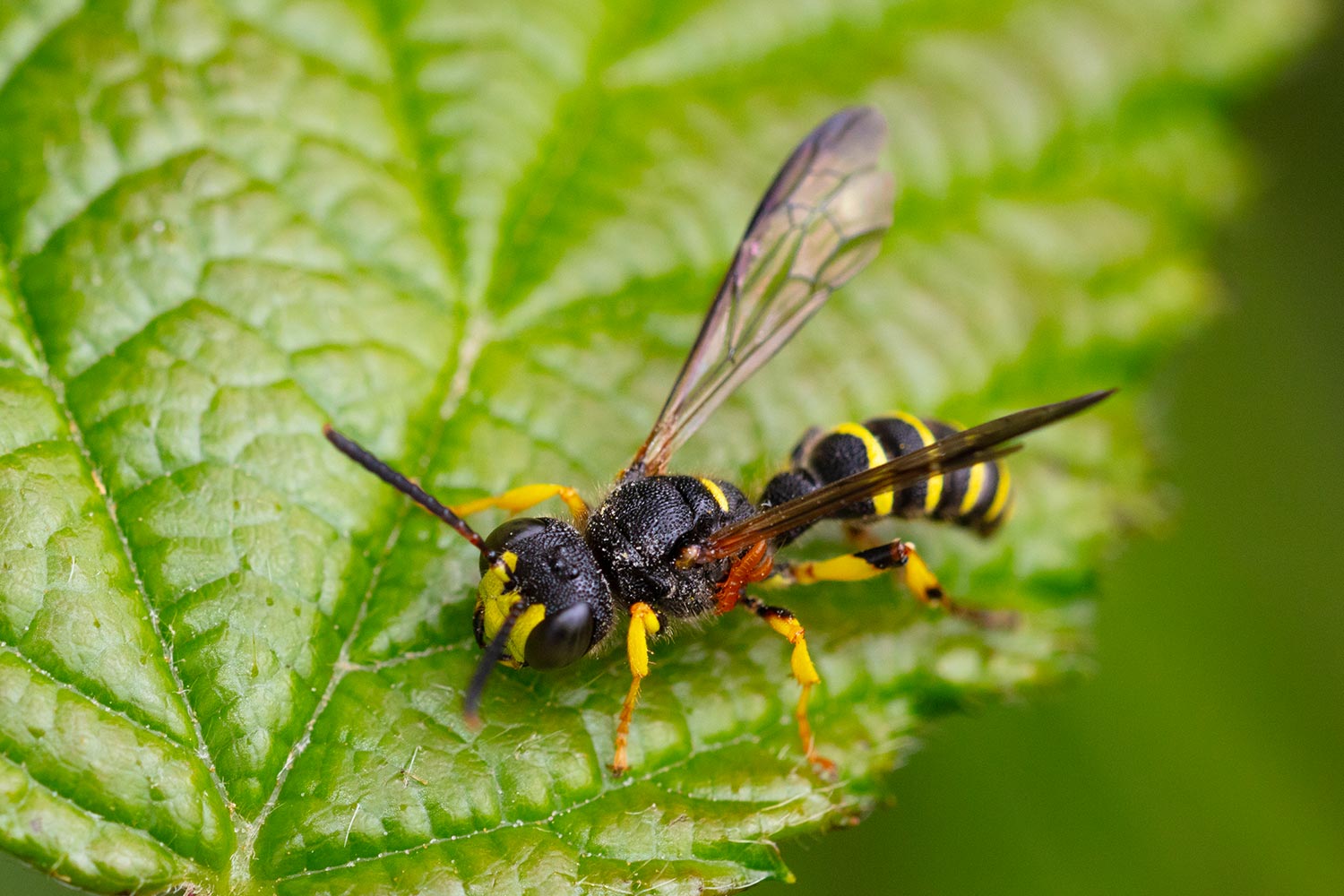 Réf. 288843 — INSECTA > Hymenoptera > Philanthidae > Cerceris (arenaria ...