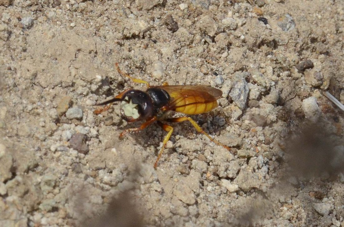 Réf. 288585 — INSECTA > Hymenoptera > Philanthidae > Philanthus ...