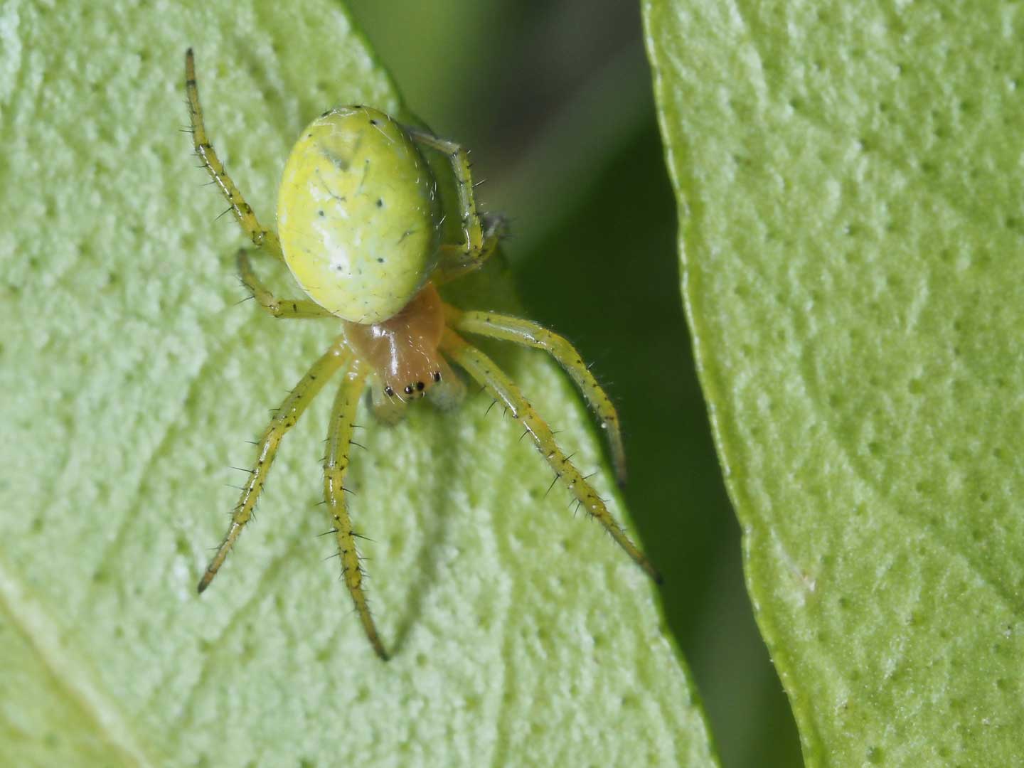 Réf. 289357 — ARACHNIDA > Araneae > Araneidae > Araniella sp. - www ...
