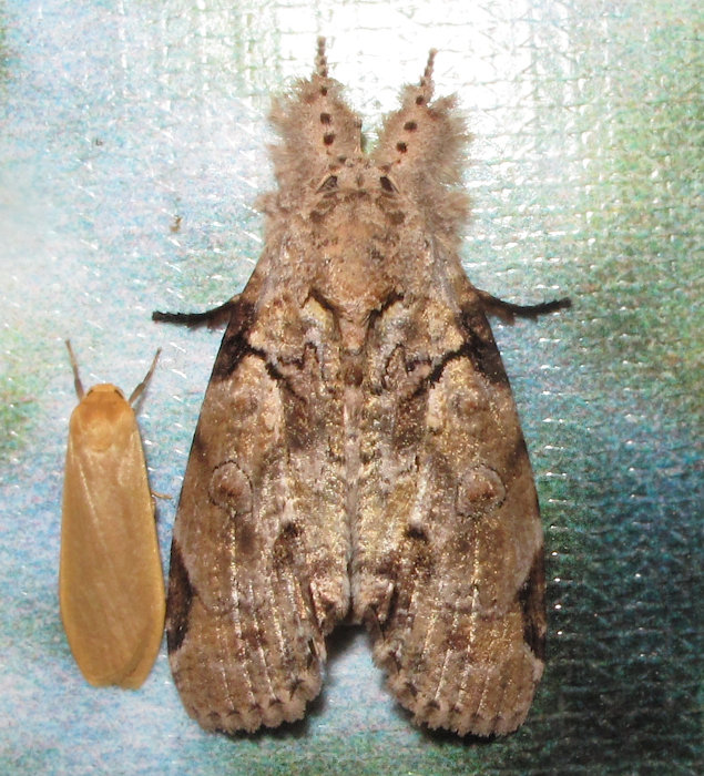 Réf. 289063 — INSECTA > Lepidoptera > Nolidae > Gadirtha impingens ...