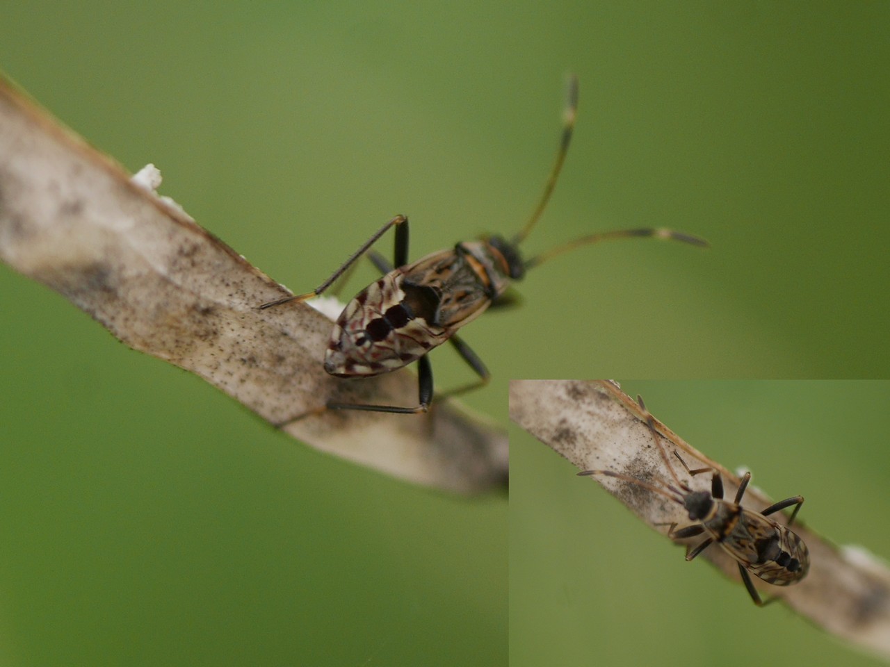 Réf. 289081 — INSECTA > Heteroptera > Rhyparochromidae > Beosus ...