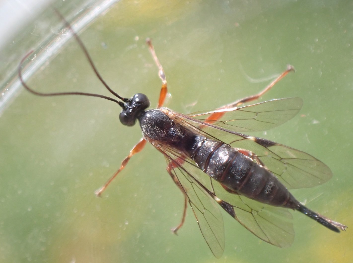 Réf. 289895 — INSECTA > Hymenoptera > Ichneumonidae > Pimpla ...