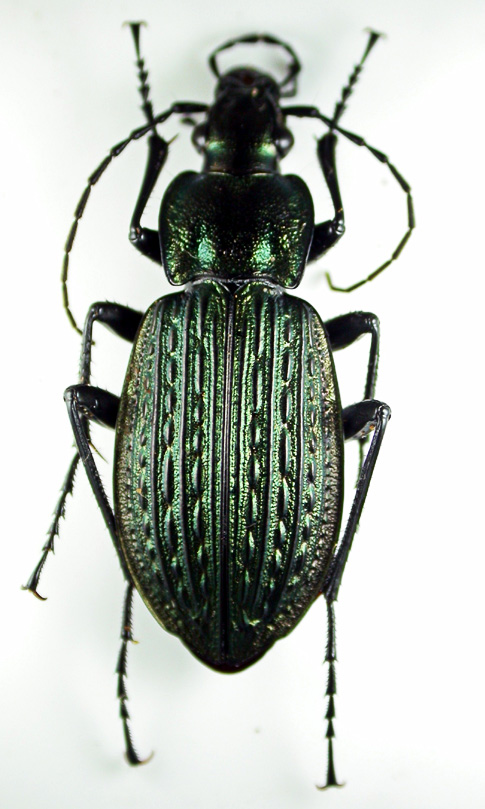 Réf. 29465 — INSECTA > Coleoptera > Carabidae > Carabus (Carabus ...
